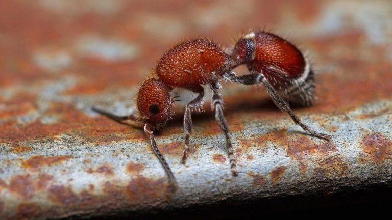 Wood Ants | Identification and Prevention