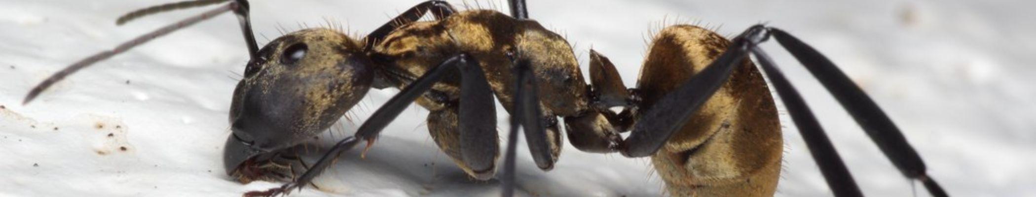 How Do Ants Reproduce? 🐜 Lifecycle & Reproduction