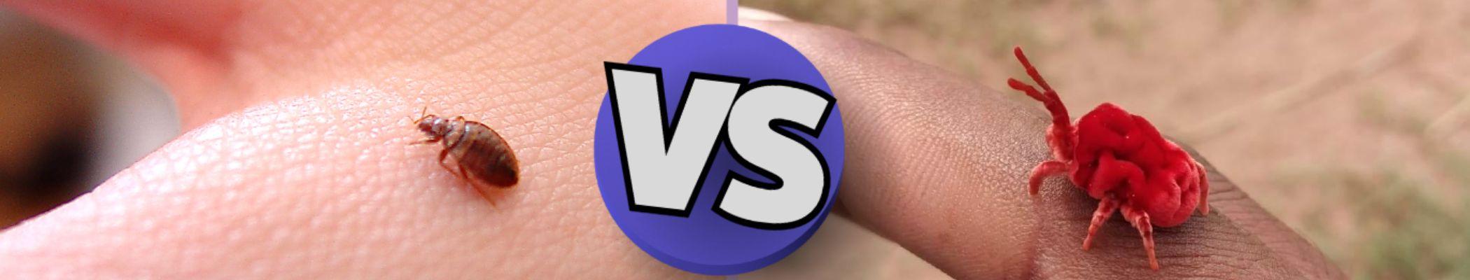 Bed Bugs vs. Scabies: How to Identify and Treat