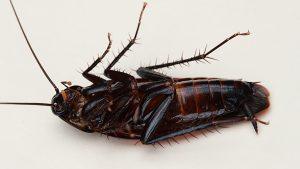 Why Do Cockroaches Die on Their Backs? - Affordable Pest Control ...