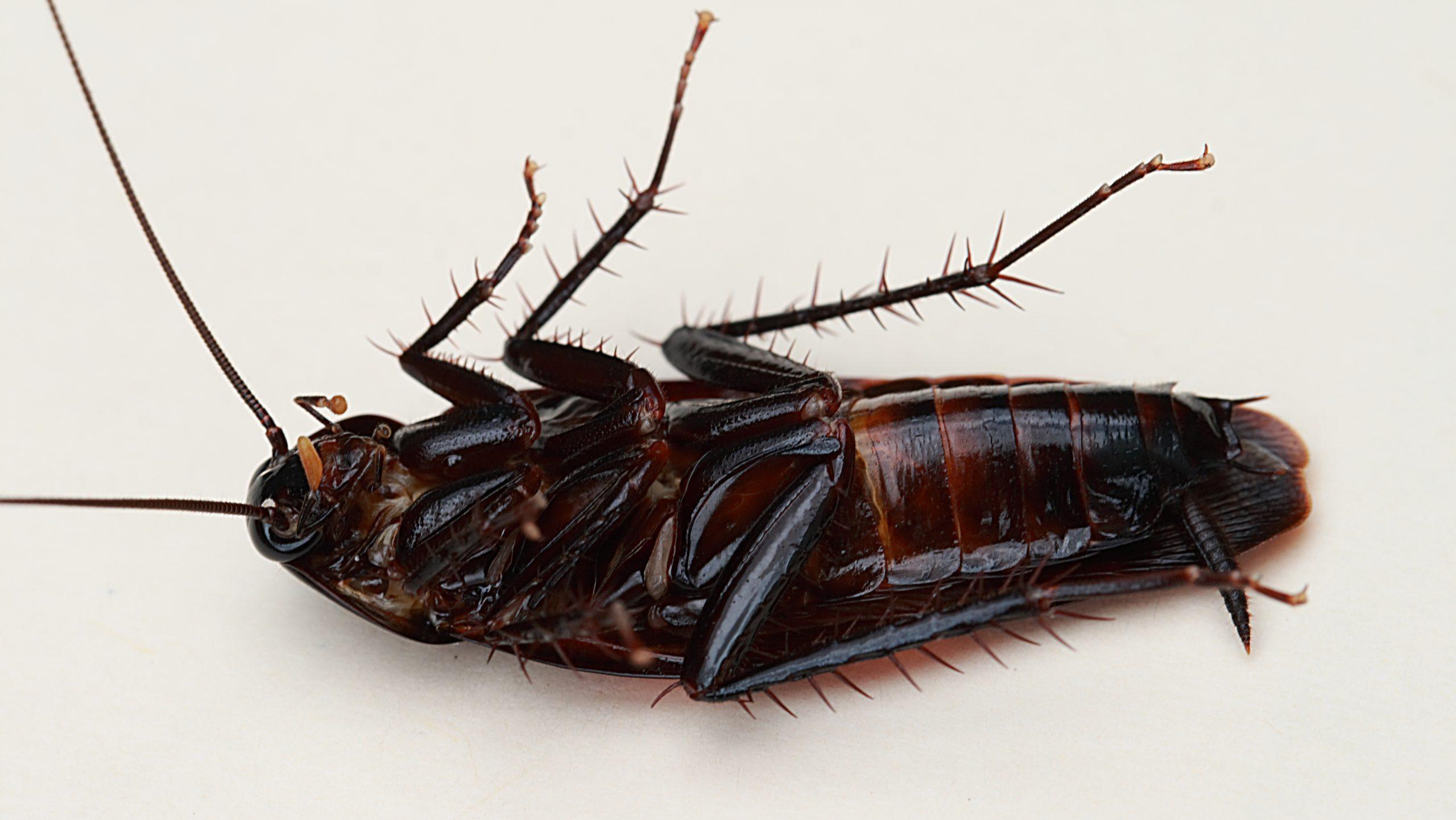 Why Do Cockroaches Die on Their Backs? - Affordable Pest Control ...