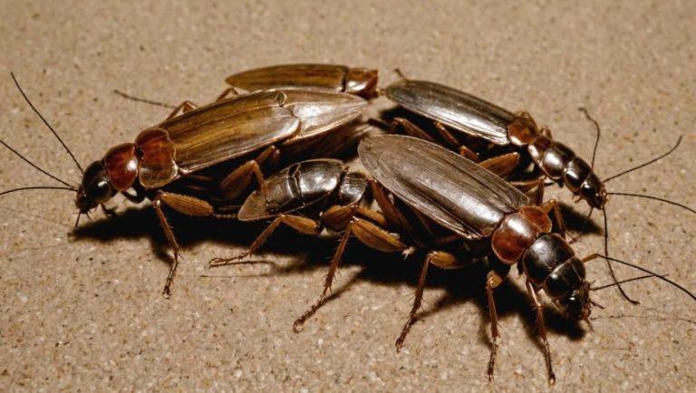 What Do Cockroaches Look Like? | Identify & Prevent Infestations