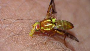 How to Identify Flies: Types, Appearance, and Prevention Tips