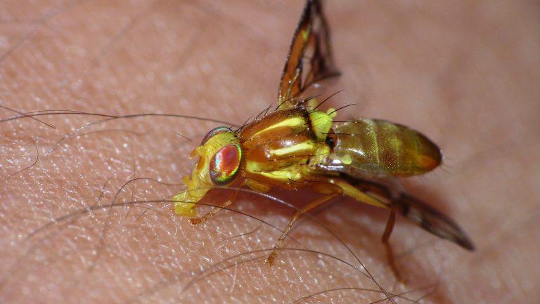 How to Identify Flies: Types, Appearance, and Prevention Tips