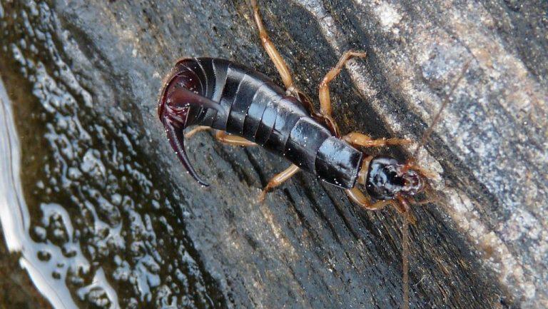 Earwig Bite: What Should I Do if Bitten by an Earwig?