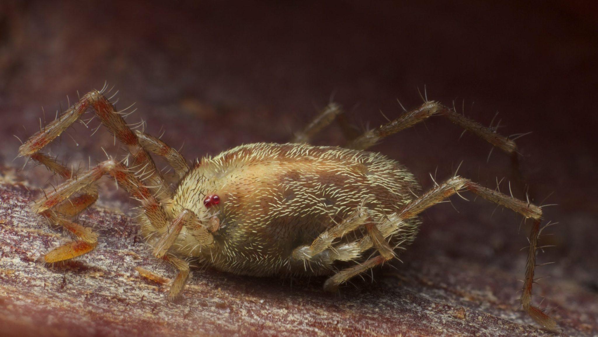 Are Mites Dangerous to Humans? | Risks & Prevention Tips