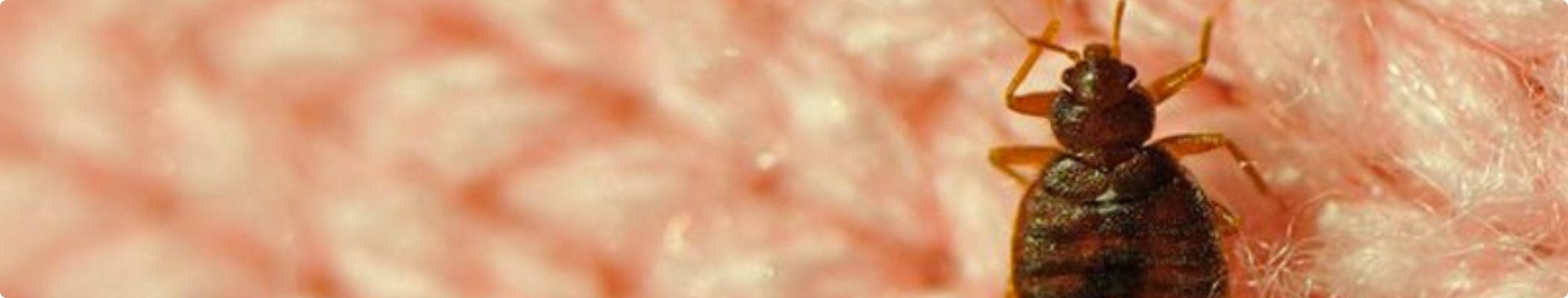 What Causes Bed Bug Infestations in Homes? | Prevention Guide