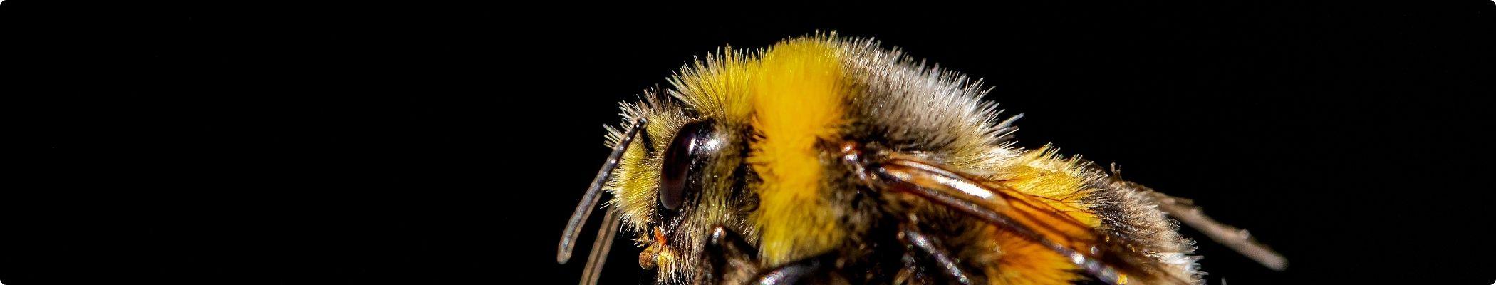 Do Bumble Bees Sting or Bite? Symptoms and Prevention