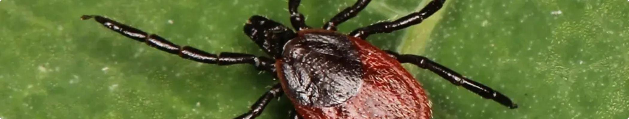 How Long Do Ticks Live? Understanding Tick Lifecycle & Survival