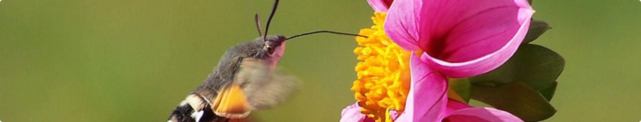 How Long Do Hummingbird Moths Live? | Lifespan, Behavior