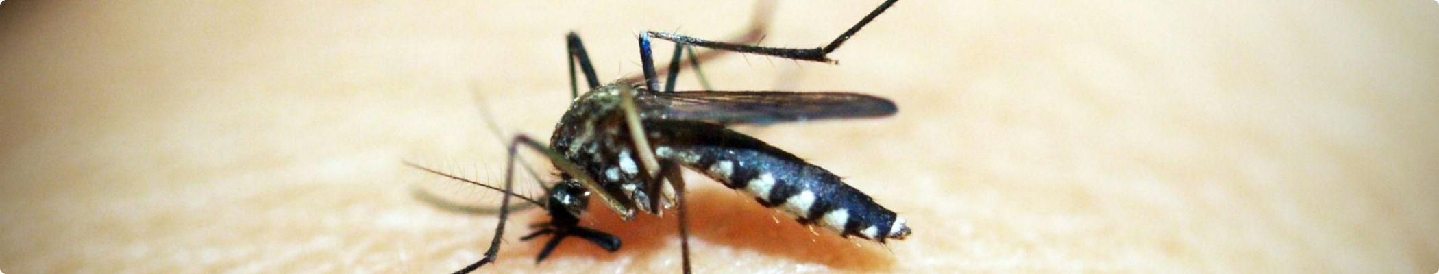 Why Do Mosquitoes Buzz in People's Ears? | Truth and Solutions