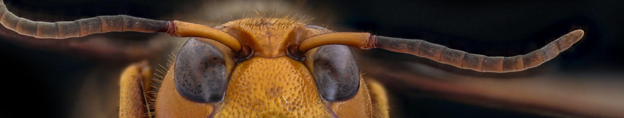 What Does a Murder Hornet Look Like? Easy Identification & Traits