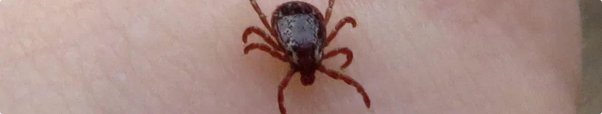 Which Ticks Carry Lyme Disease? Identification & Prevention Tips