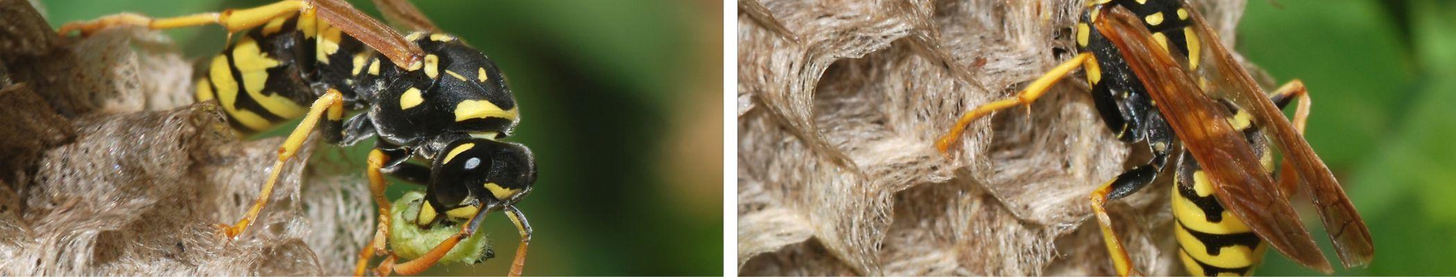 How Do Wasps Build Their Nests? | Pests Exterminators