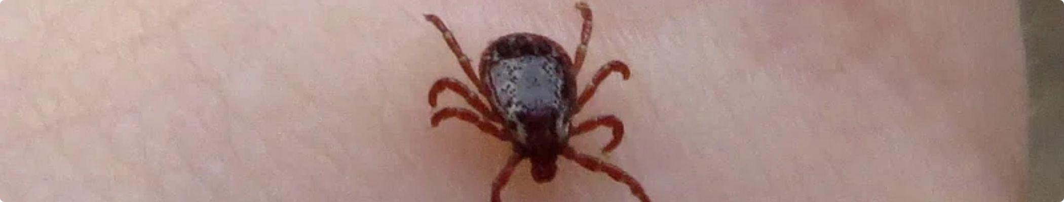 Hard Ticks vs. Soft Ticks – Difference between them and Impacts