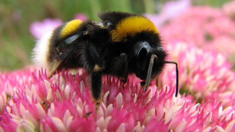 Do Bumble Bees Sting or Bite? Symptoms and Prevention