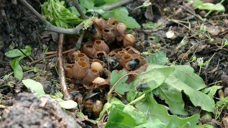 Do Bumble Bees Sting or Bite? Symptoms and Prevention