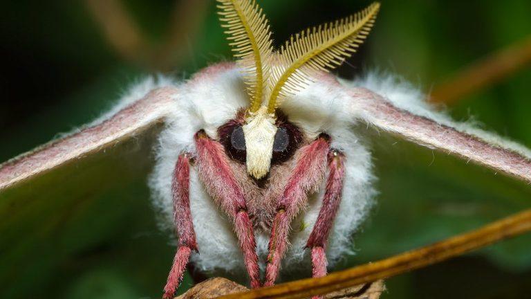 How Long Do Luna Moths Live? Life Cycle of Actias luna