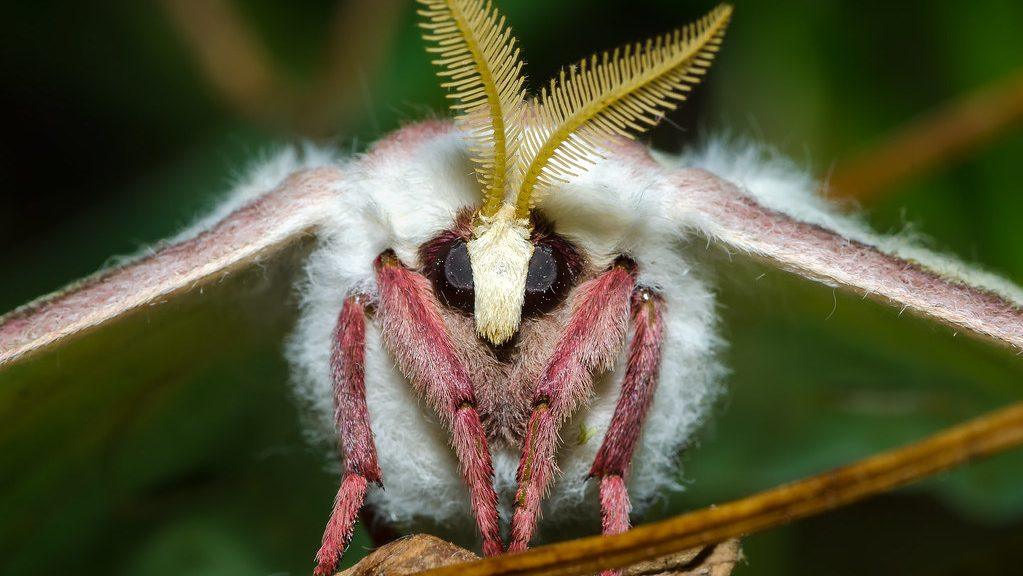 How Long Do Luna Moths Live Life Cycle Of Actias Luna How Long Do Luna Moths Live Life Cycle Of Actias Luna