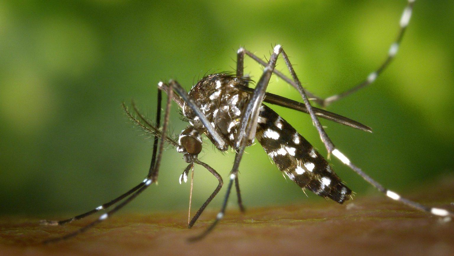 What Eats Mosquitoes? | Mosquito Predators