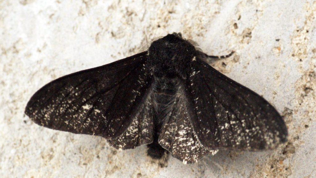 Where Do Peppered Moths Live? | Habitat & Natural Selection