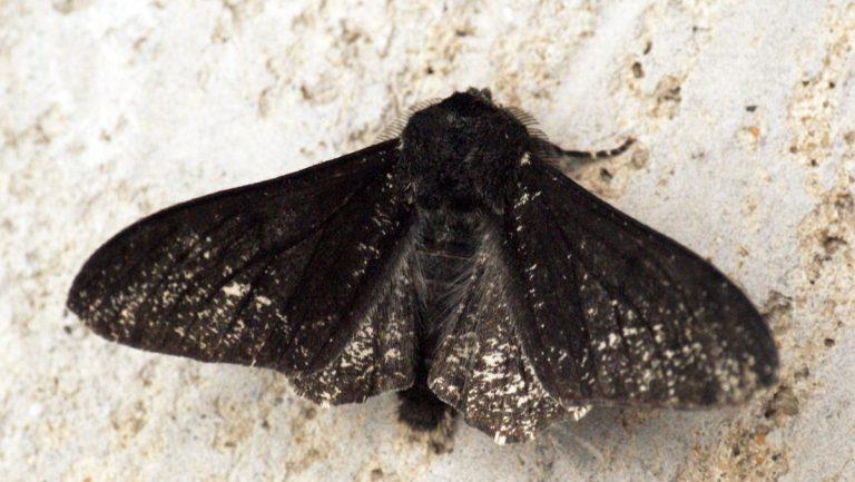 Where Do Peppered Moths Live? | Habitat & Natural Selection