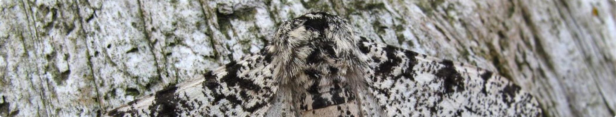 Where Do Peppered Moths Live? | Habitat & Natural Selection
